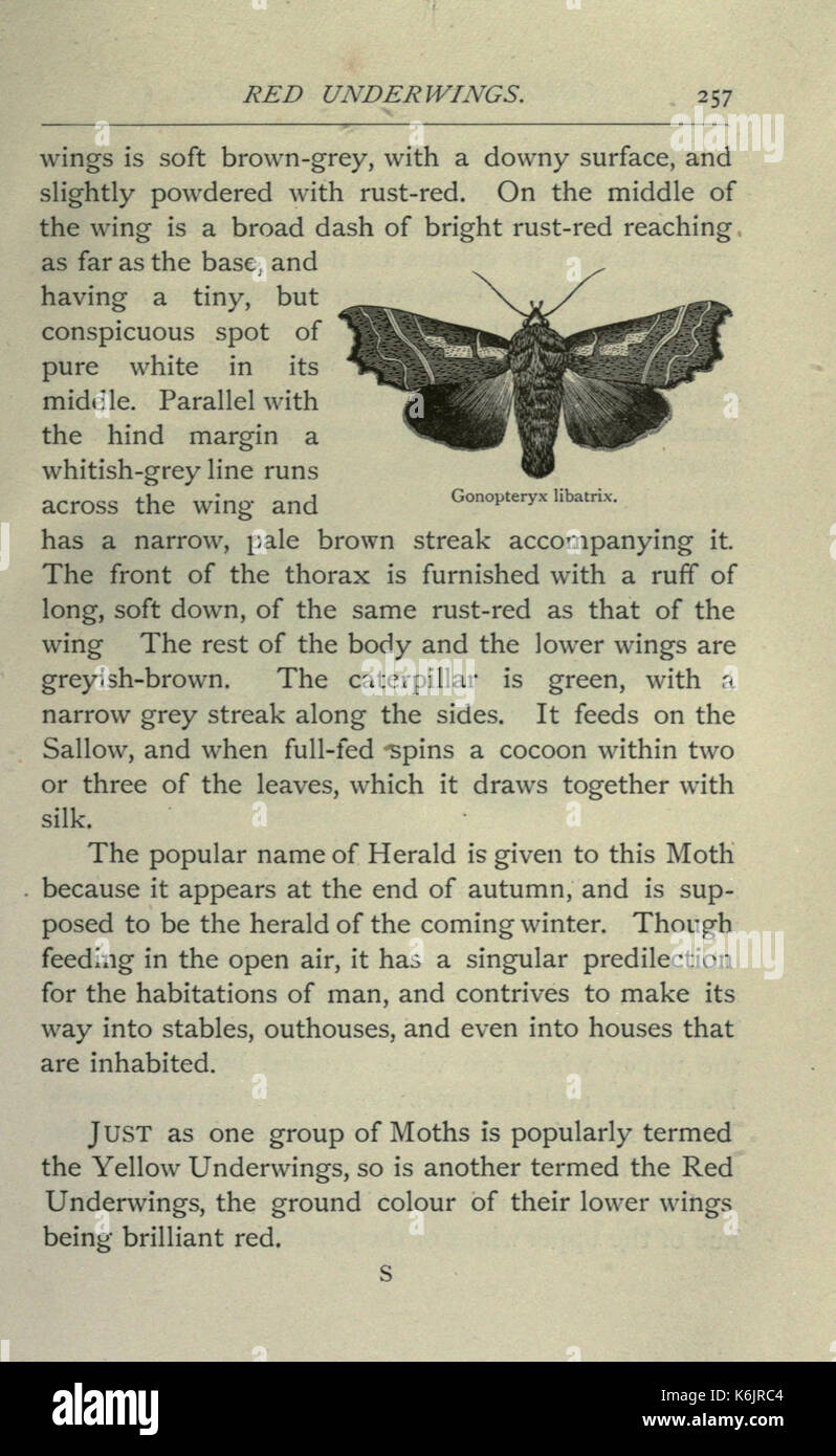 Common British insects selected from the typical beetles, moths, and ...