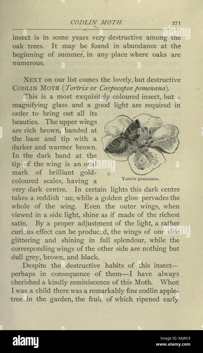 Common British insects selected from the typical beetles, moths, and ...
