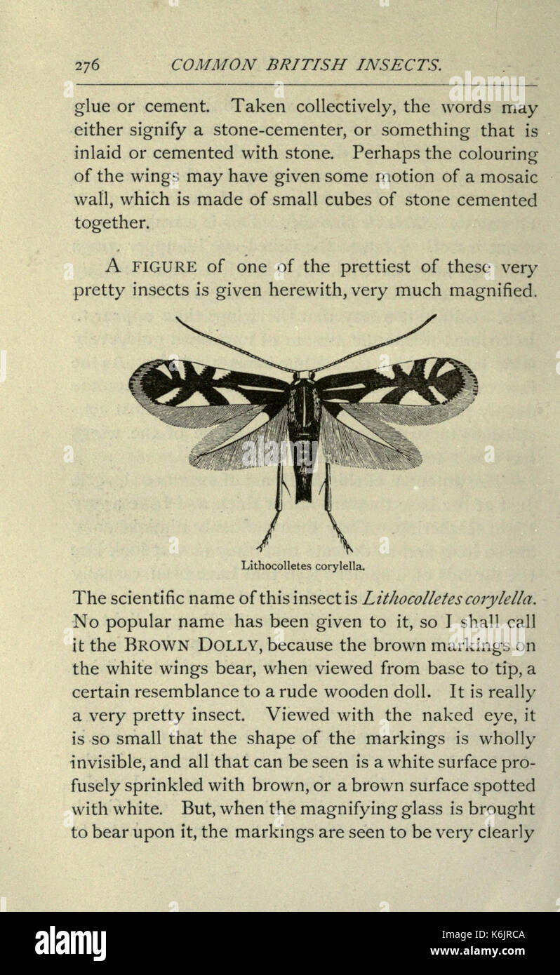 Common British insects selected from the typical beetles, moths, and ...