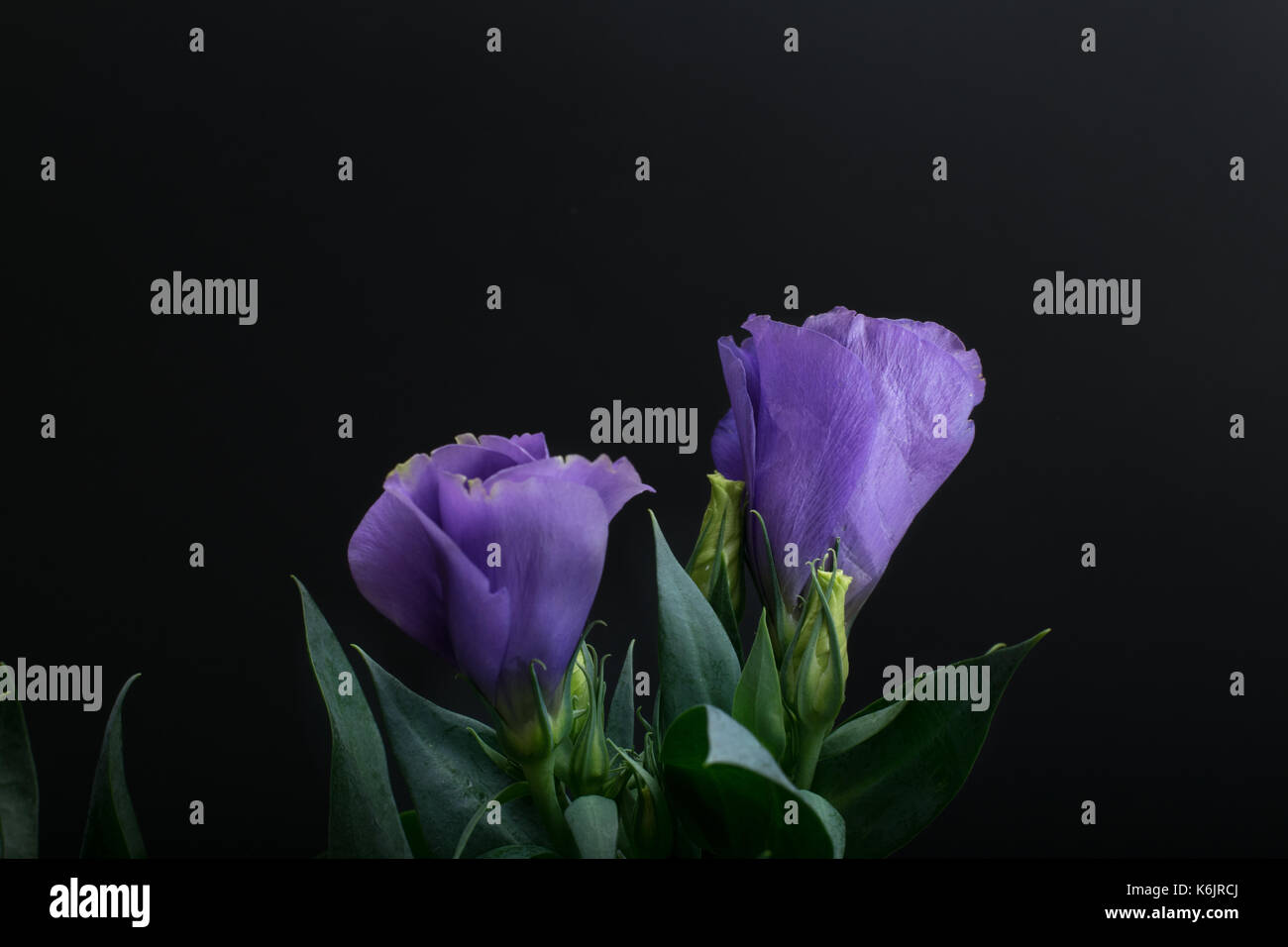 Eustoma grandiflorum hi-res stock photography and images - Alamy