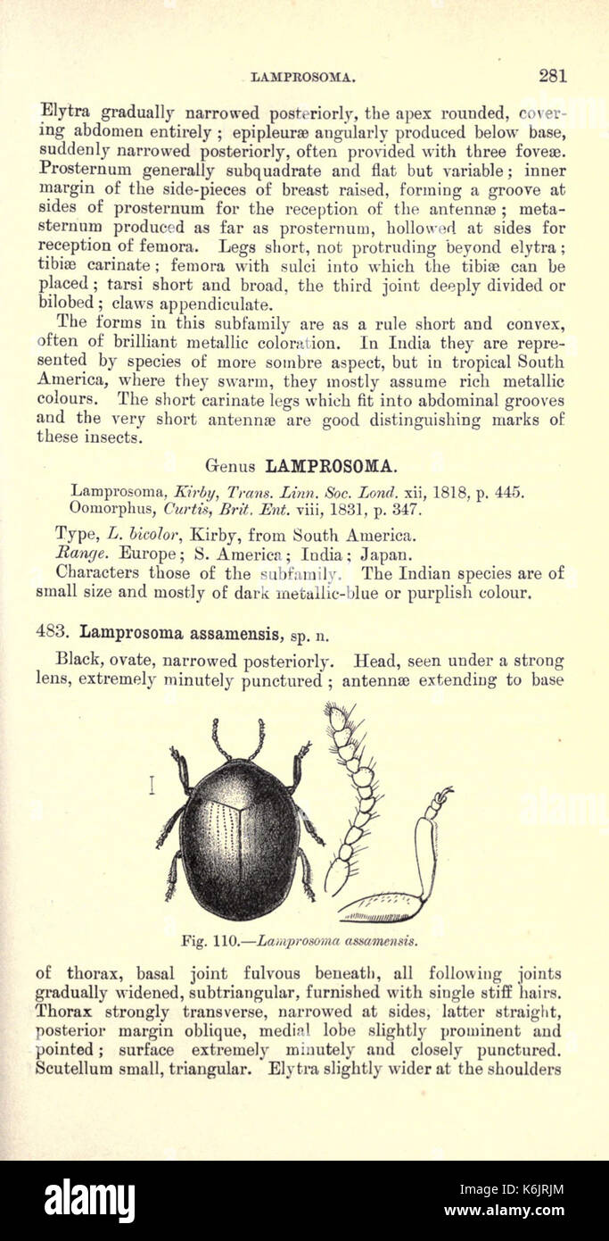 Types beetles hi-res stock photography and images - Alamy