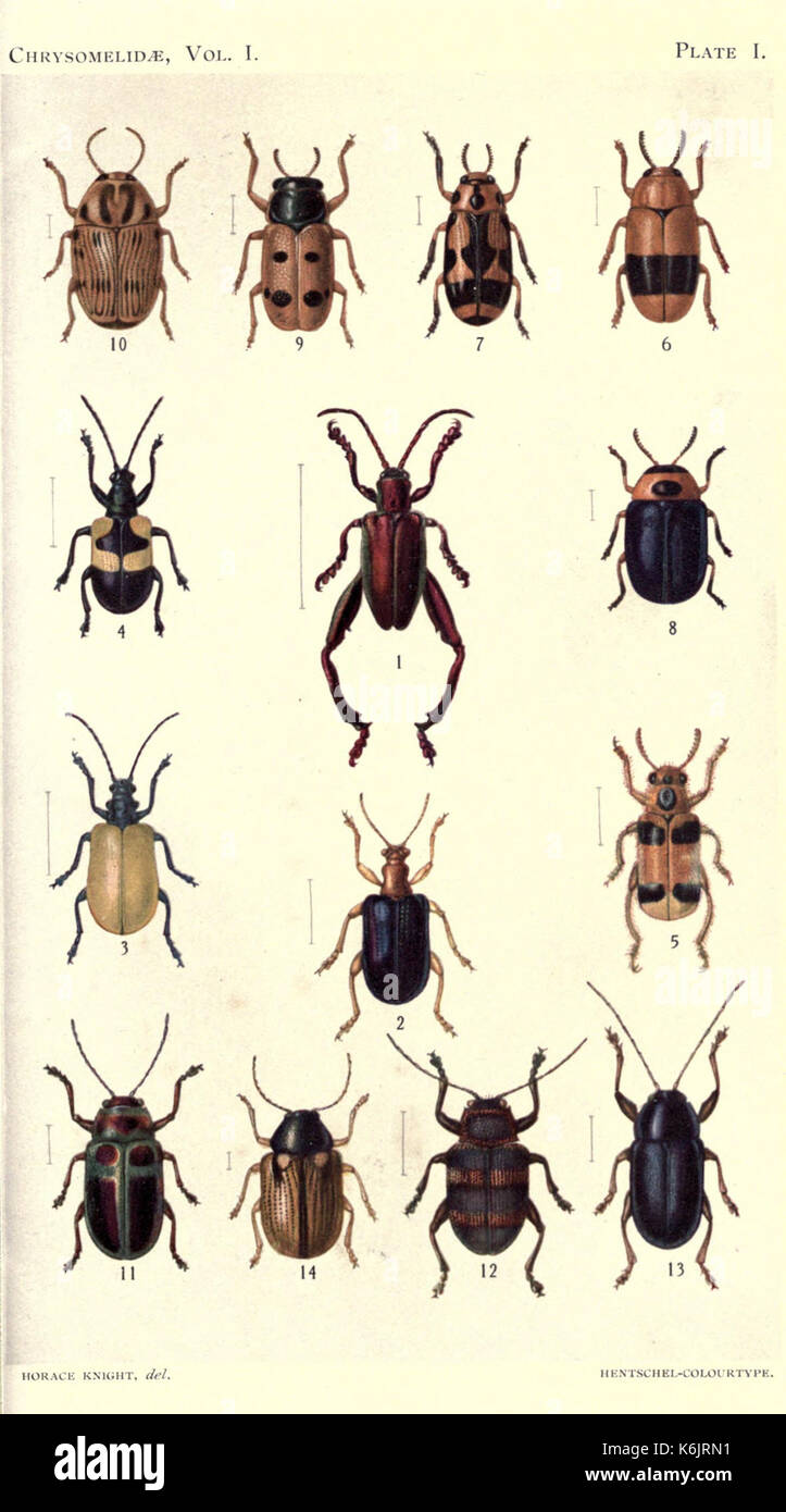 Coleoptera identification hi-res stock photography and images - Alamy