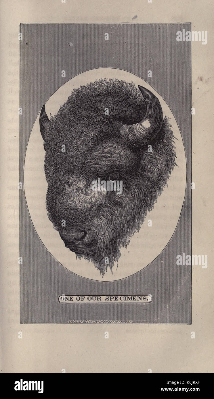 Buffalo land (Page 301) BHL17456119 Stock Photo - Alamy