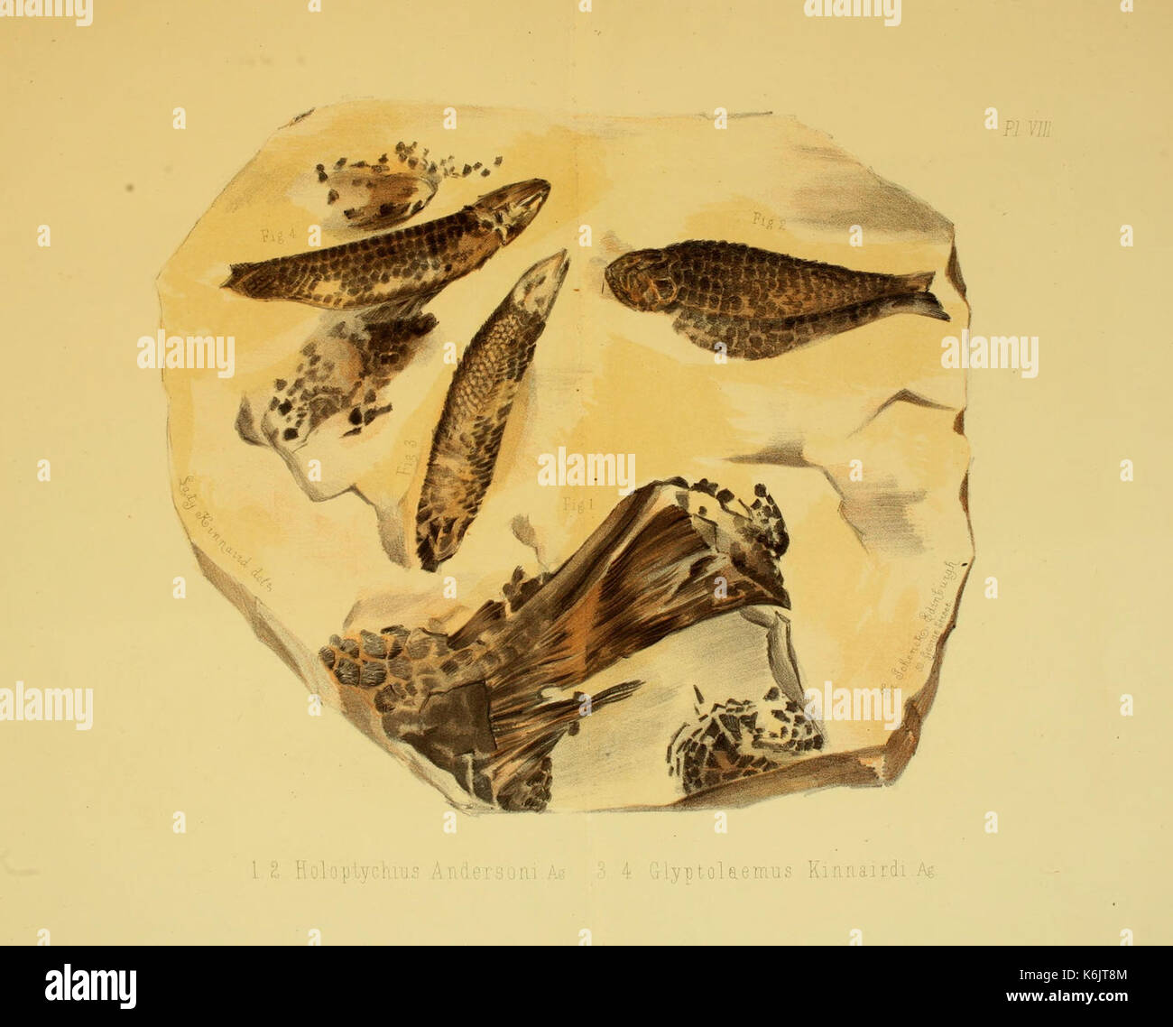 Dura den hi-res stock photography and images - Alamy
