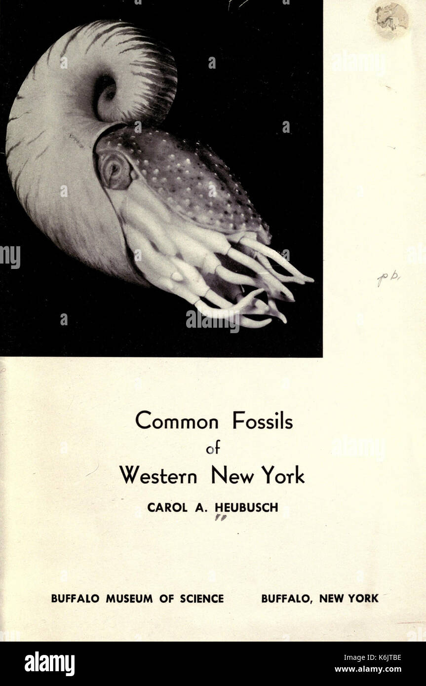 Common fossils of western New York BHL17776096 Stock Photo - Alamy