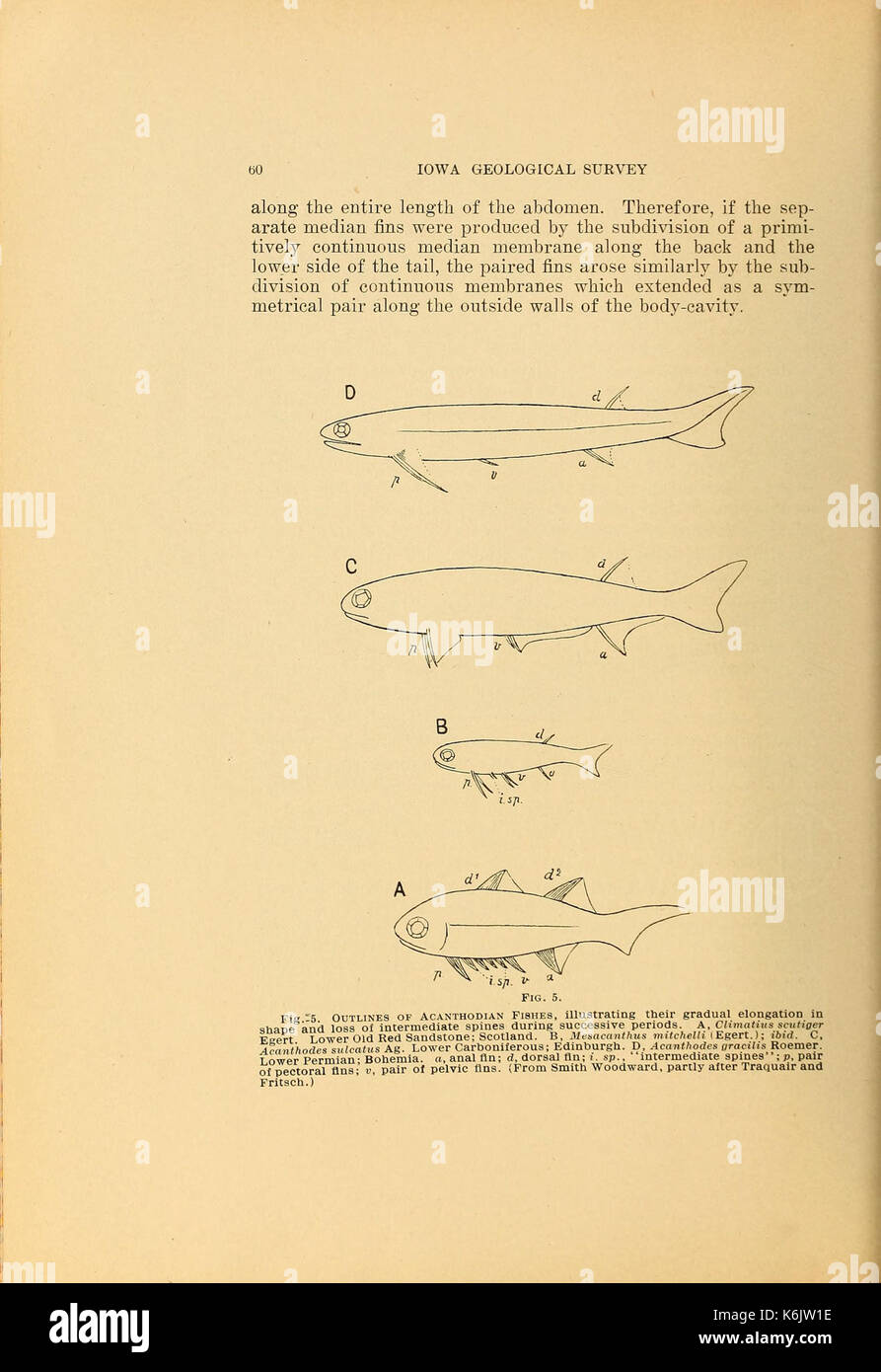 Devonian fishes of iowa hi-res stock photography and images - Alamy