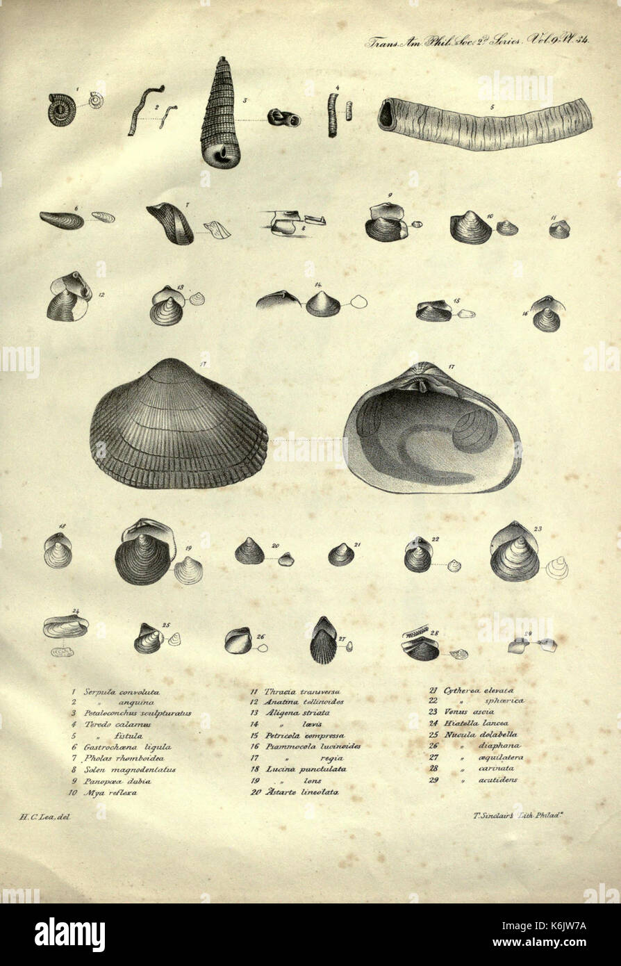 Fossil shells virginia hi-res stock photography and images - Alamy