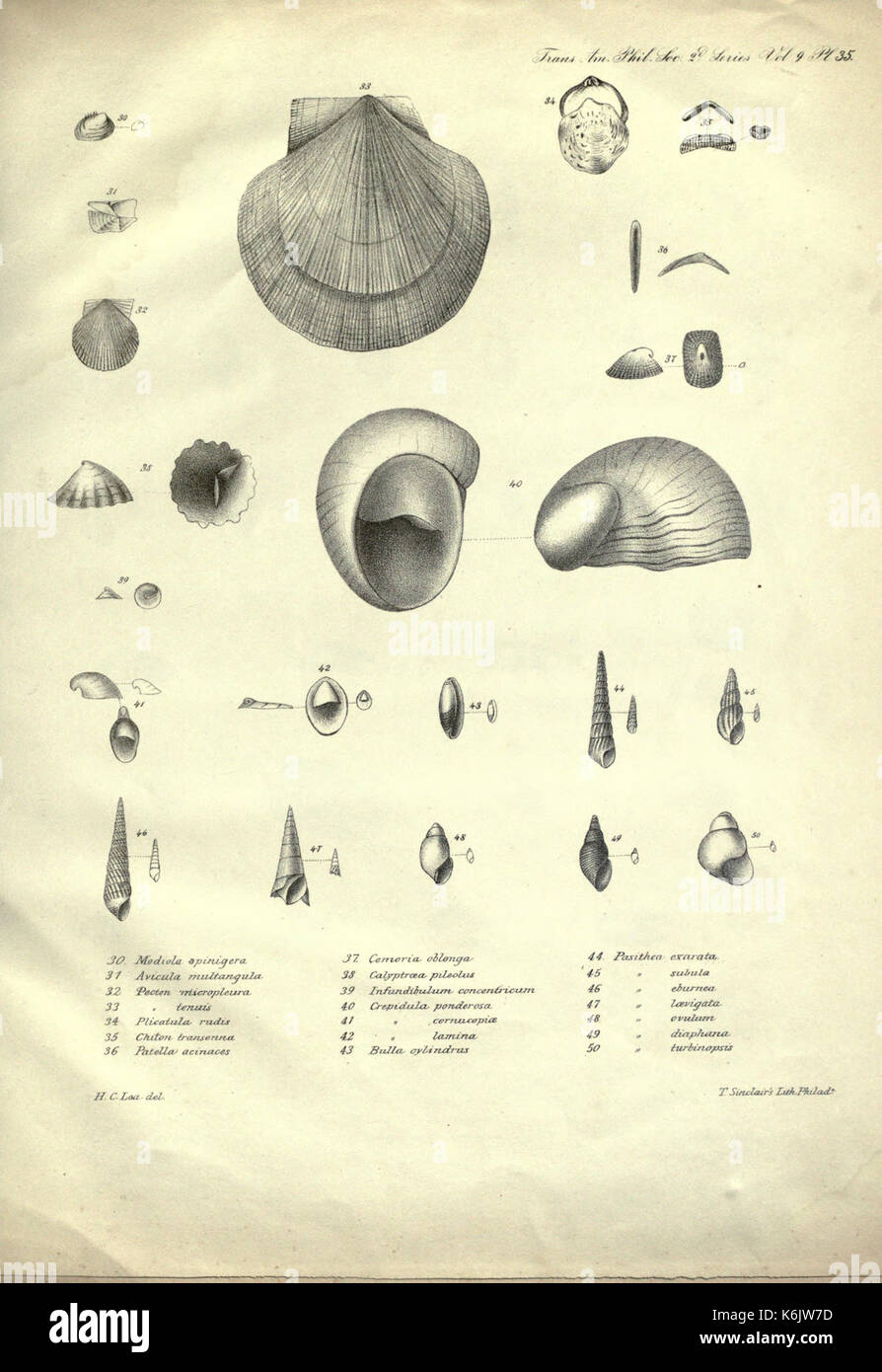 Fossil shells virginia hi-res stock photography and images - Alamy