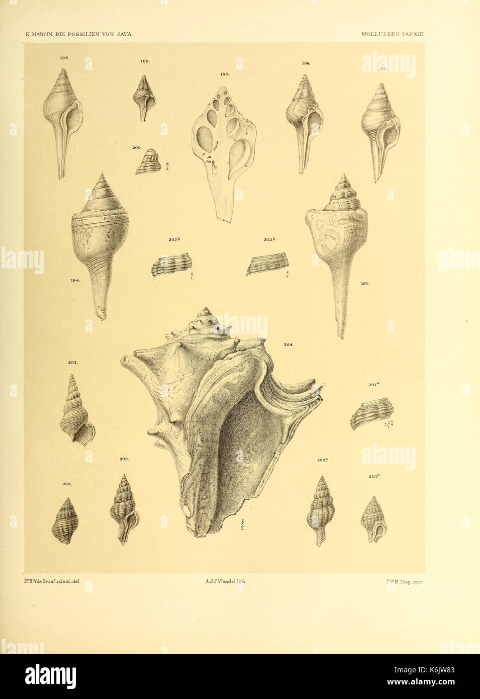 The history of java hi-res stock photography and images - Alamy