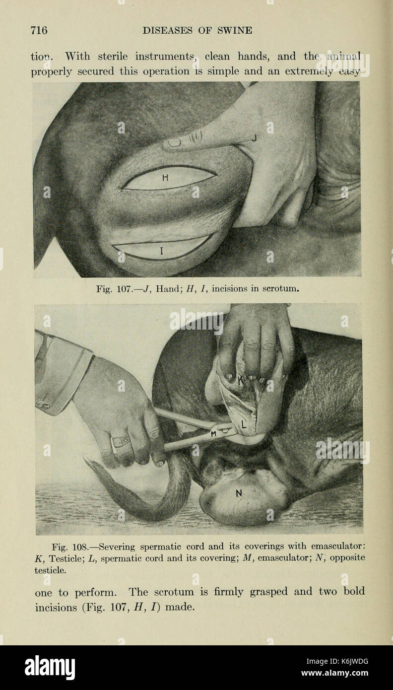 Diseases of swine (Page 716) BHL21014545 Stock Photo - Alamy