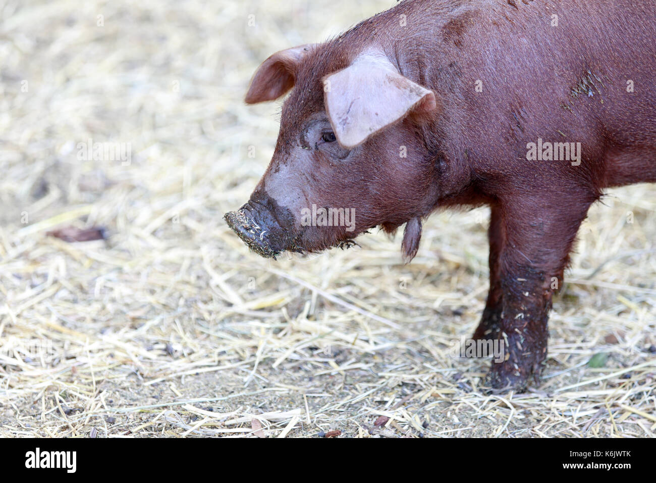 Red Wattle hog (Sus scrofa domesticus) close-up Stock Photo - Alamy