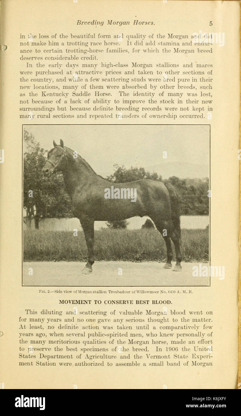 Breeding Morgan horses at the U.S. Morgan Horse Farm (Page 5 ...