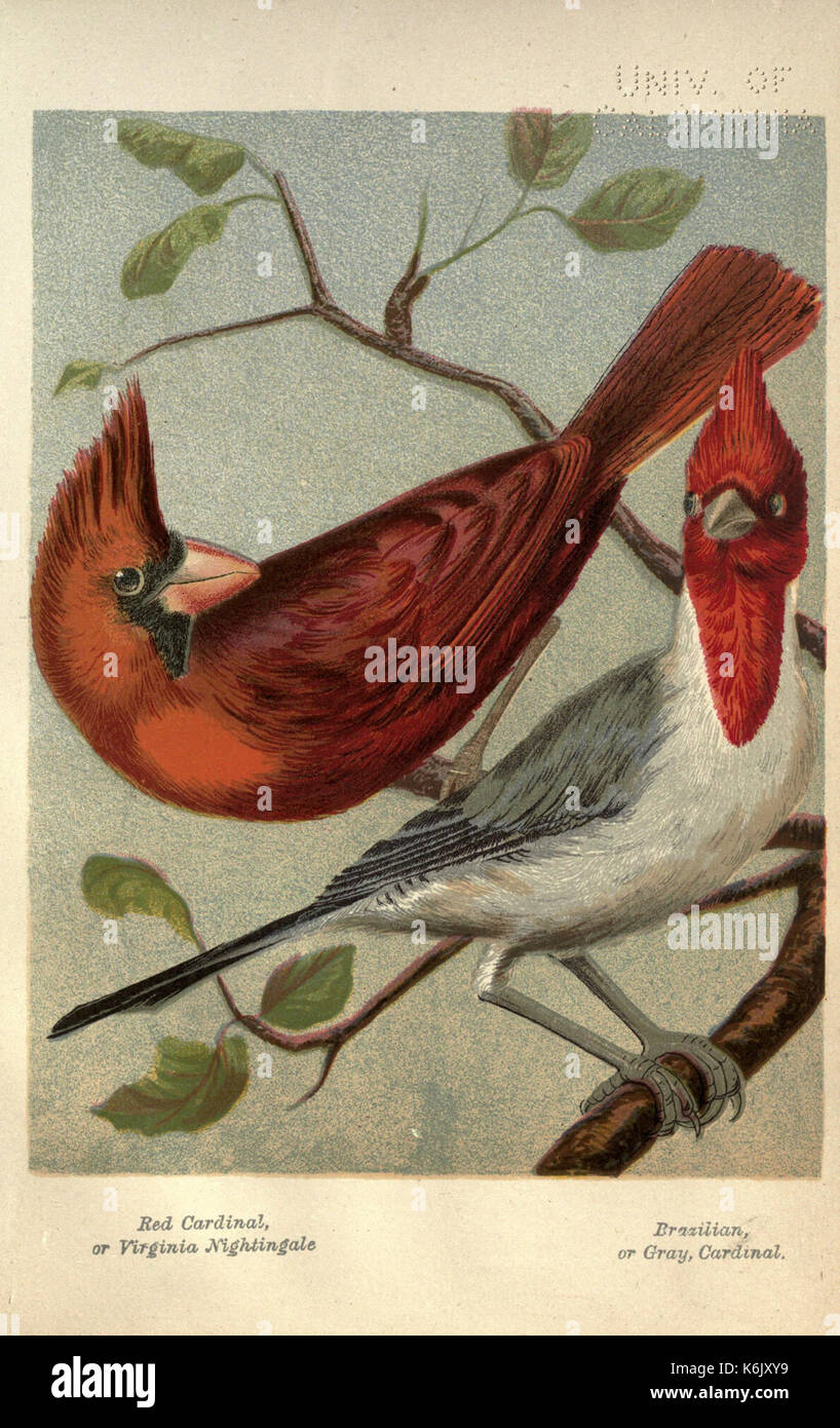 Canaries and cage birds BHL21638756 Stock Photo - Alamy