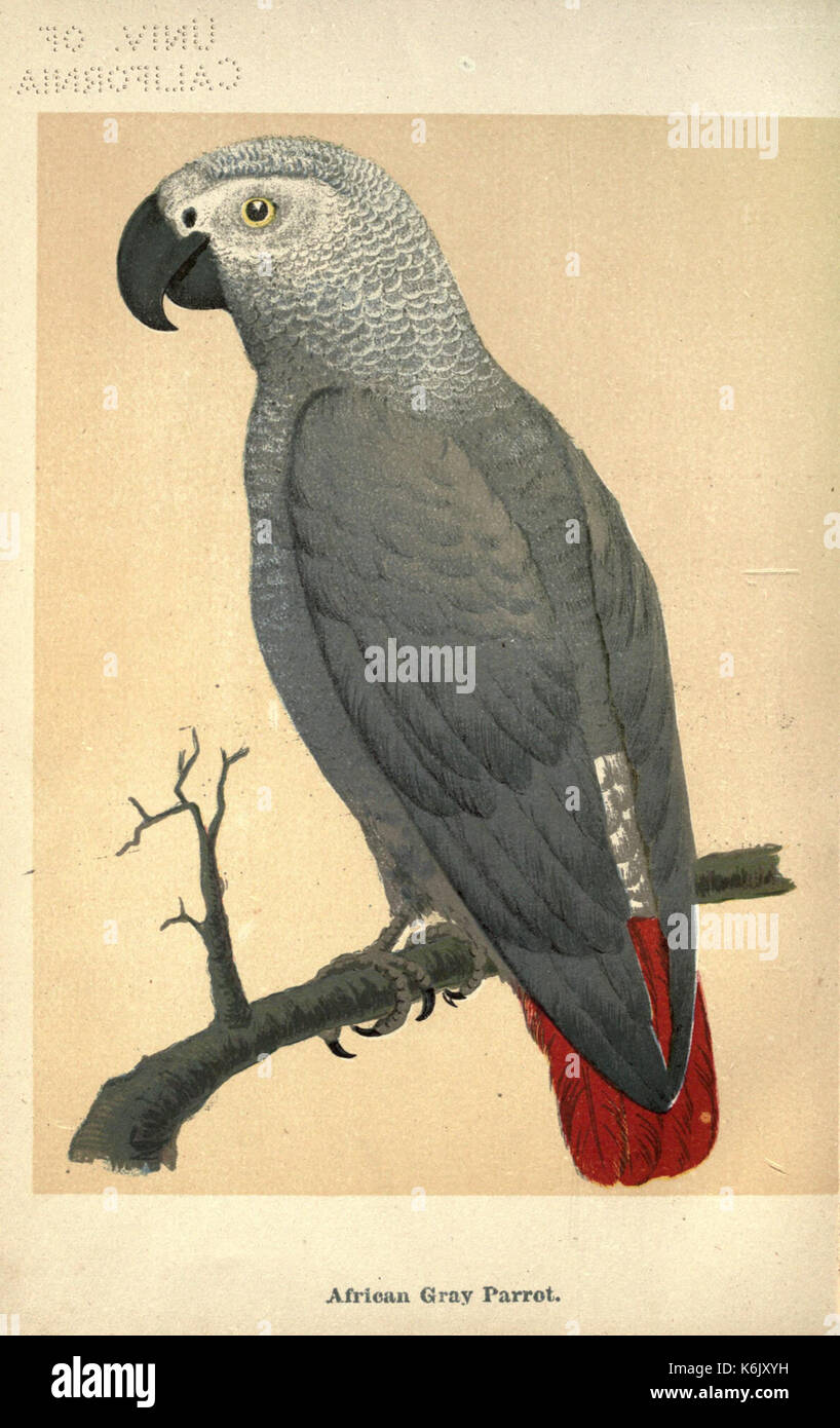 Canaries and cage birds BHL21638837 Stock Photo - Alamy
