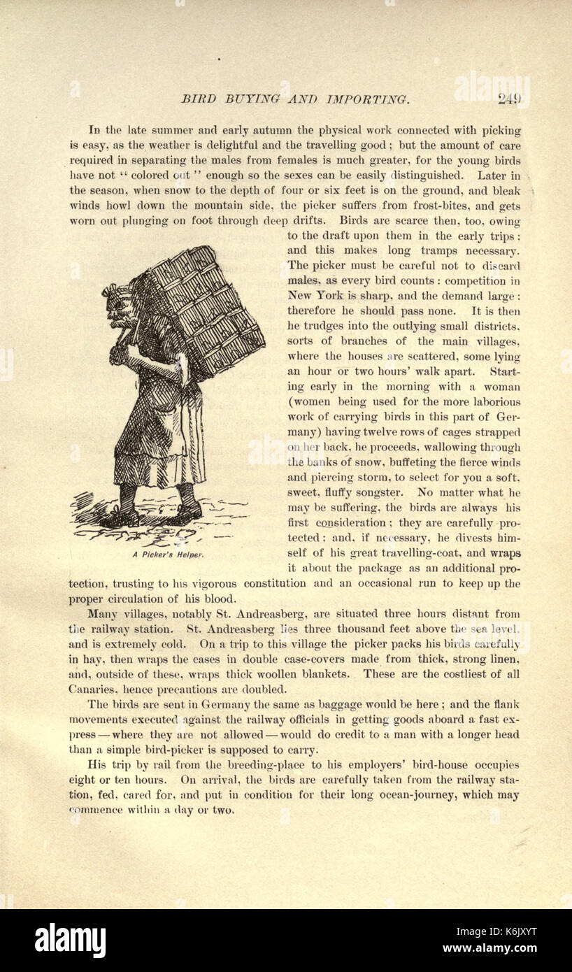 Canaries and cage birds (Page 249) BHL21638906 Stock Photo - Alamy
