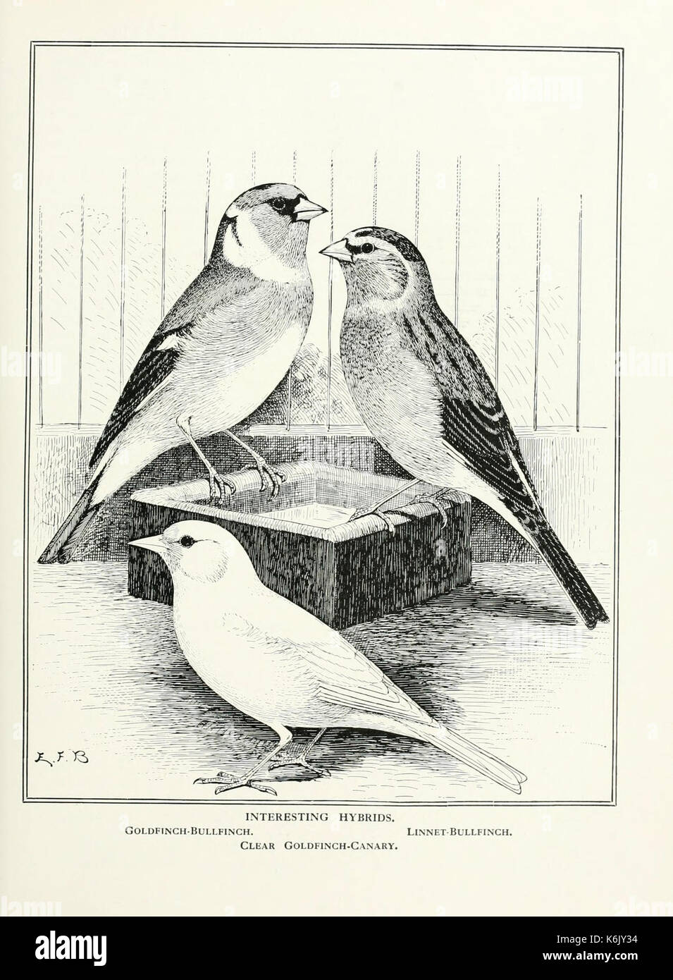 Canaries, hybrids, and British birds in cage and aviary (Page 77 ...