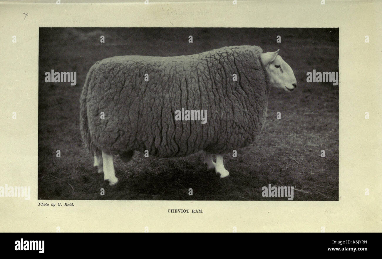 Sheep production history hi-res stock photography and images - Alamy