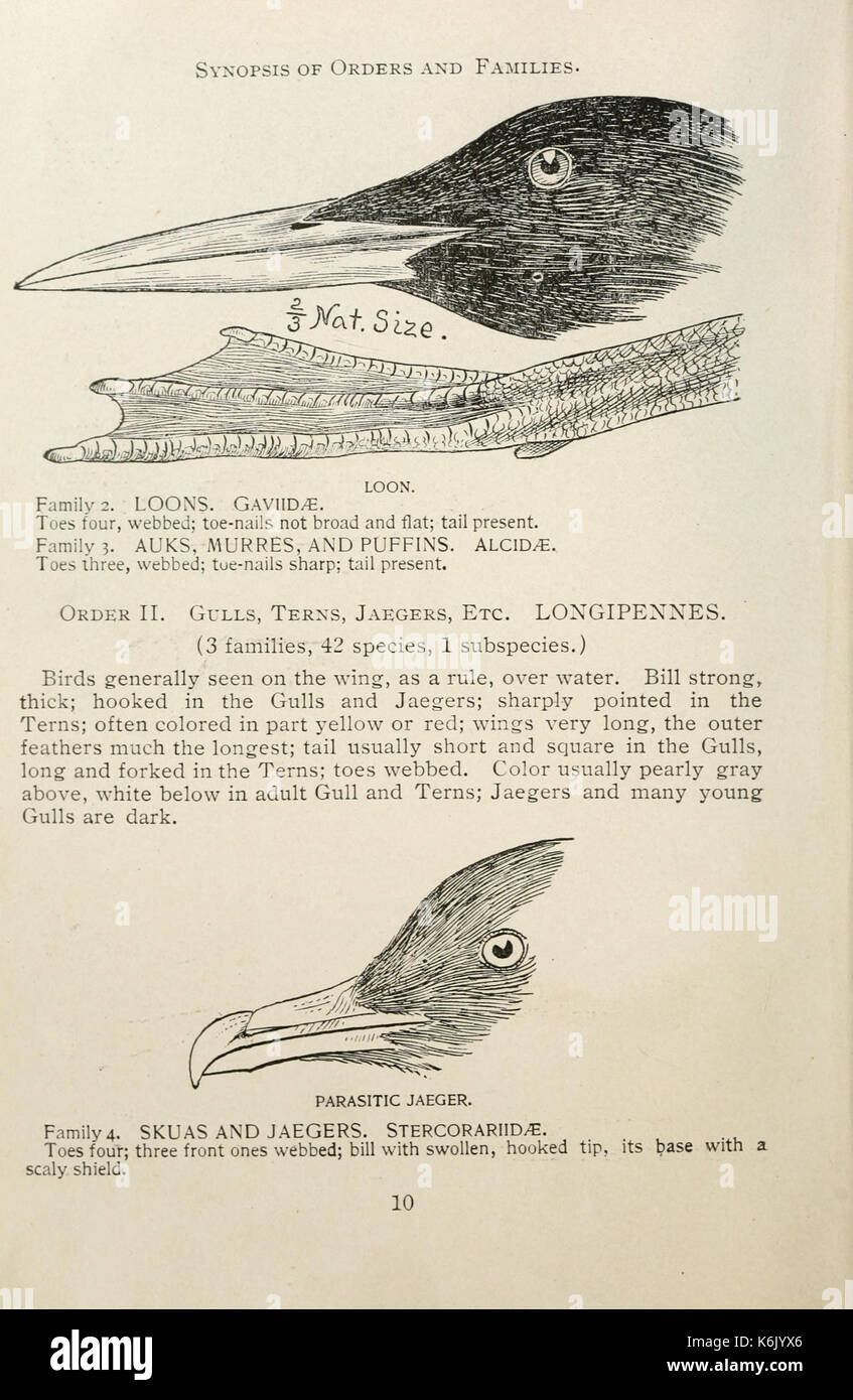 Color key to North American birds (Page 10) BHL7583579 Stock Photo - Alamy