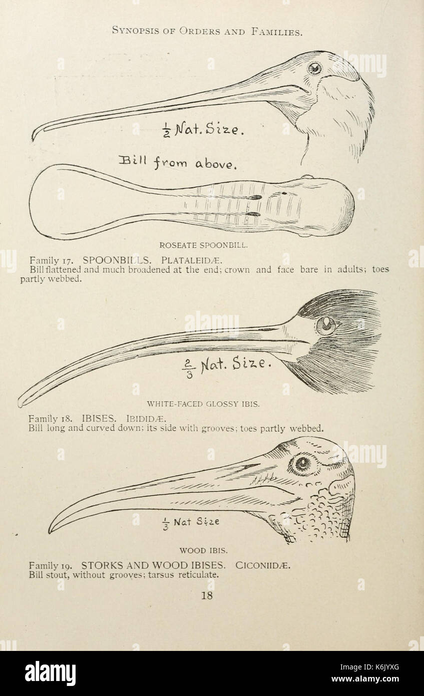 This page from *Color Key to North American Birds* provides detailed ...