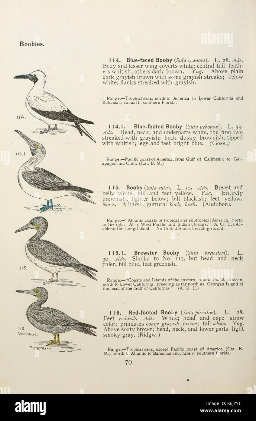 1903 birds hi-res stock photography and images - Alamy