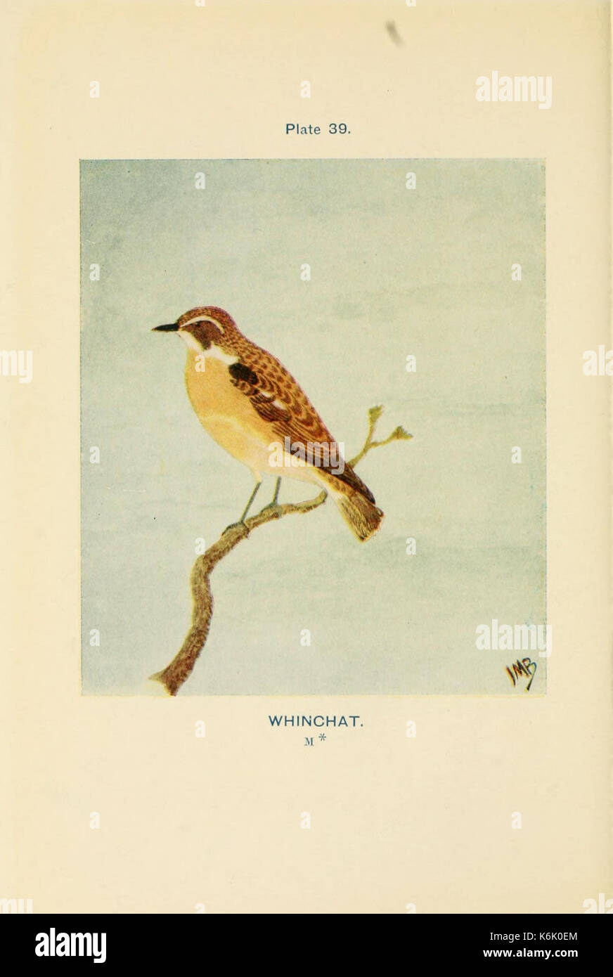 'British Birds and Their Eggs (Plate 39)' is a detailed drawing of ...