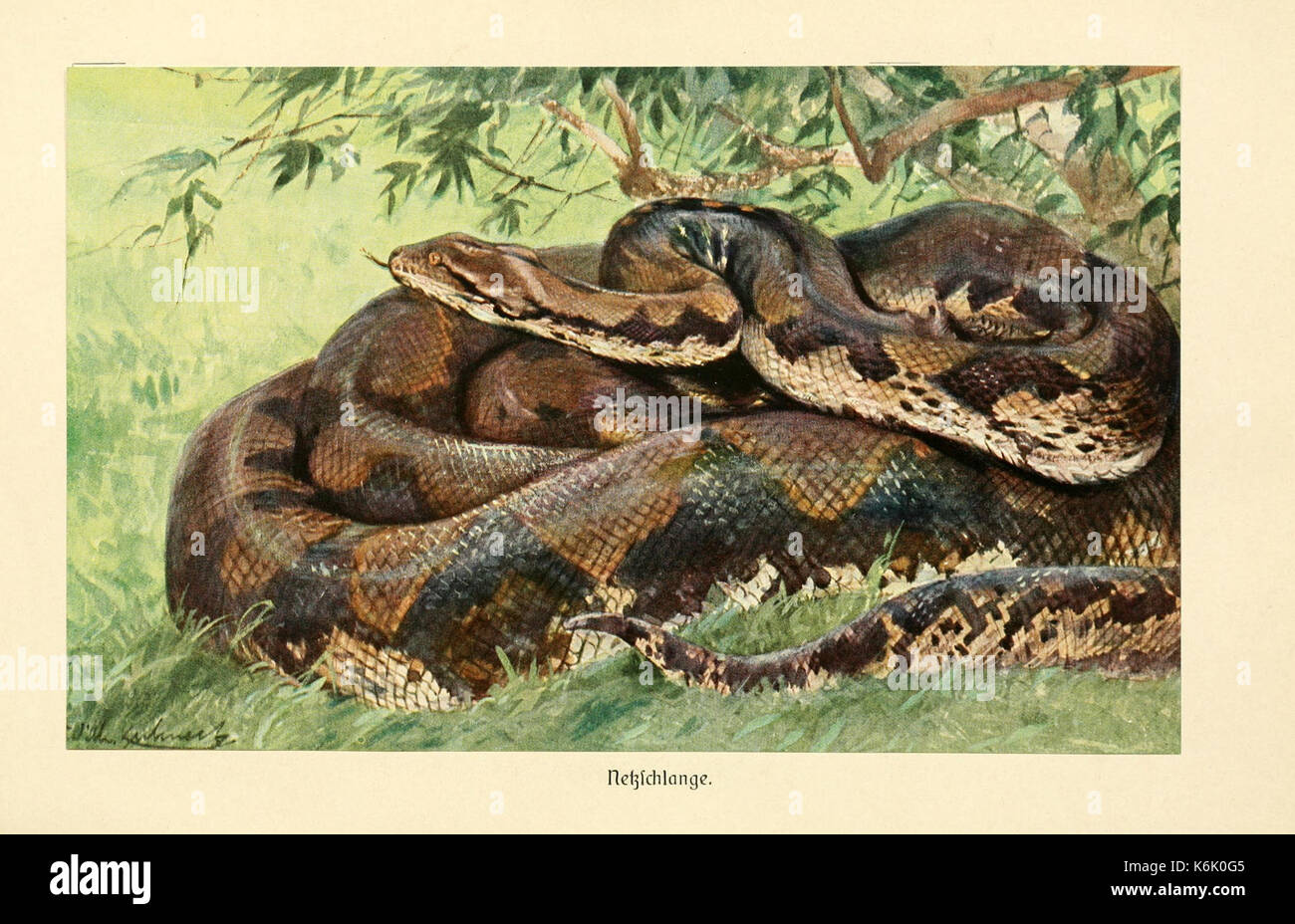 Large constrictor hi-res stock photography and images - Alamy