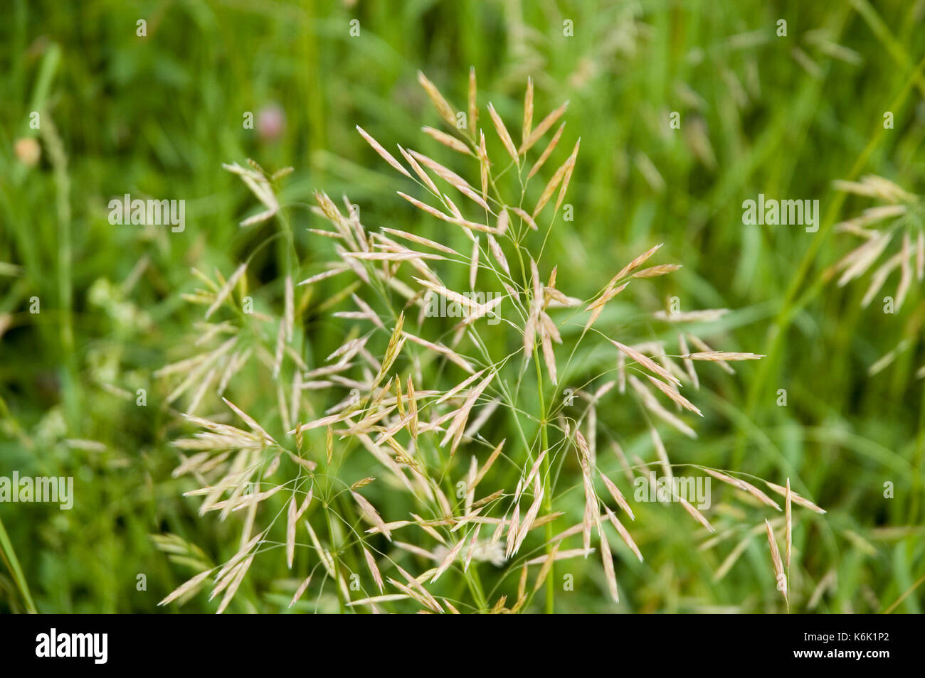 Poa Grass High Resolution Stock Photography and Images - Alamy