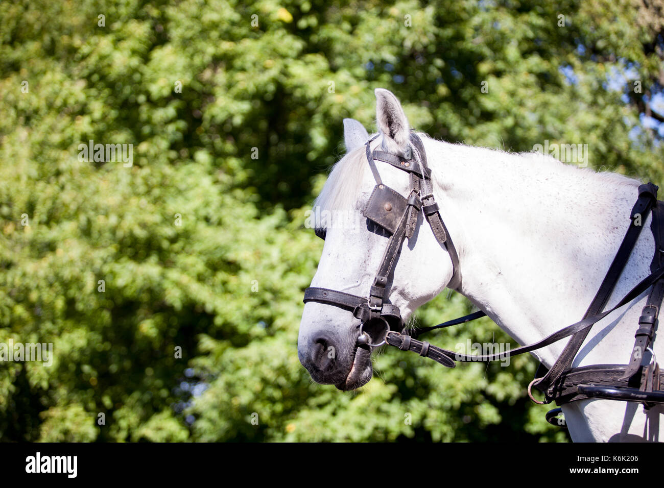 Gorgeous white horse hi-res stock photography and images - Alamy
