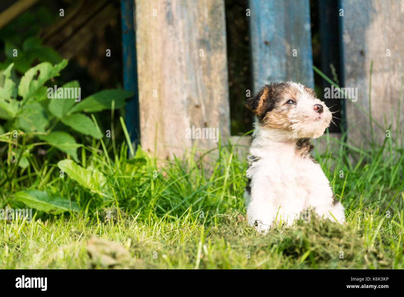 Old Fox Terrier High Resolution Stock Photography and Images - Alamy