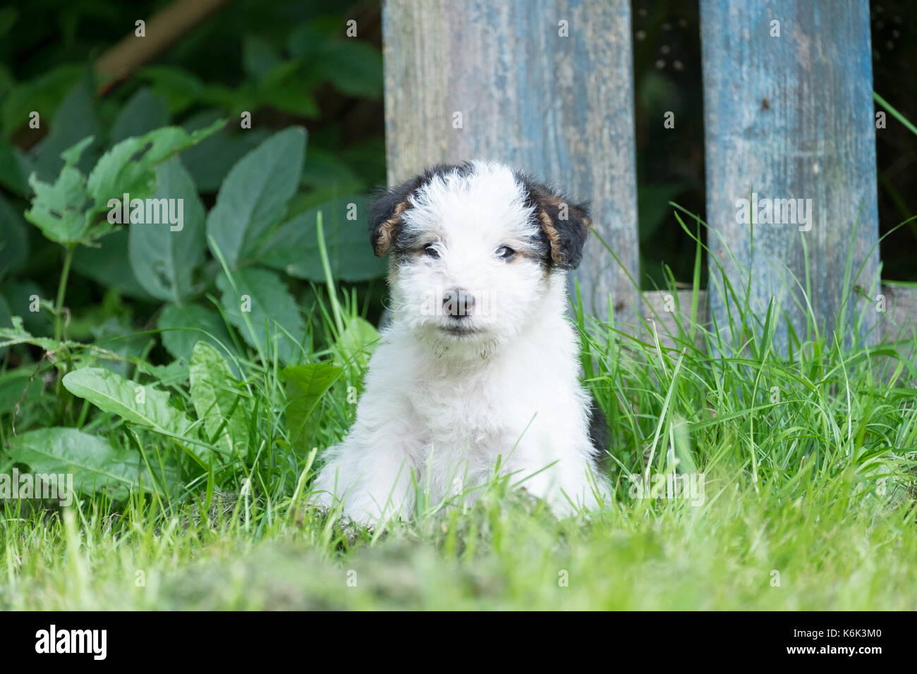 6 week old tricolor fox terrier puppy playing outside in the grass in ...