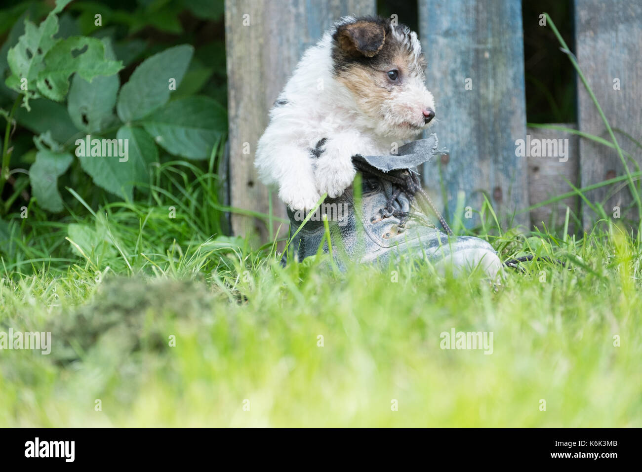Old Fox Terrier High Resolution Stock Photography and Images - Alamy