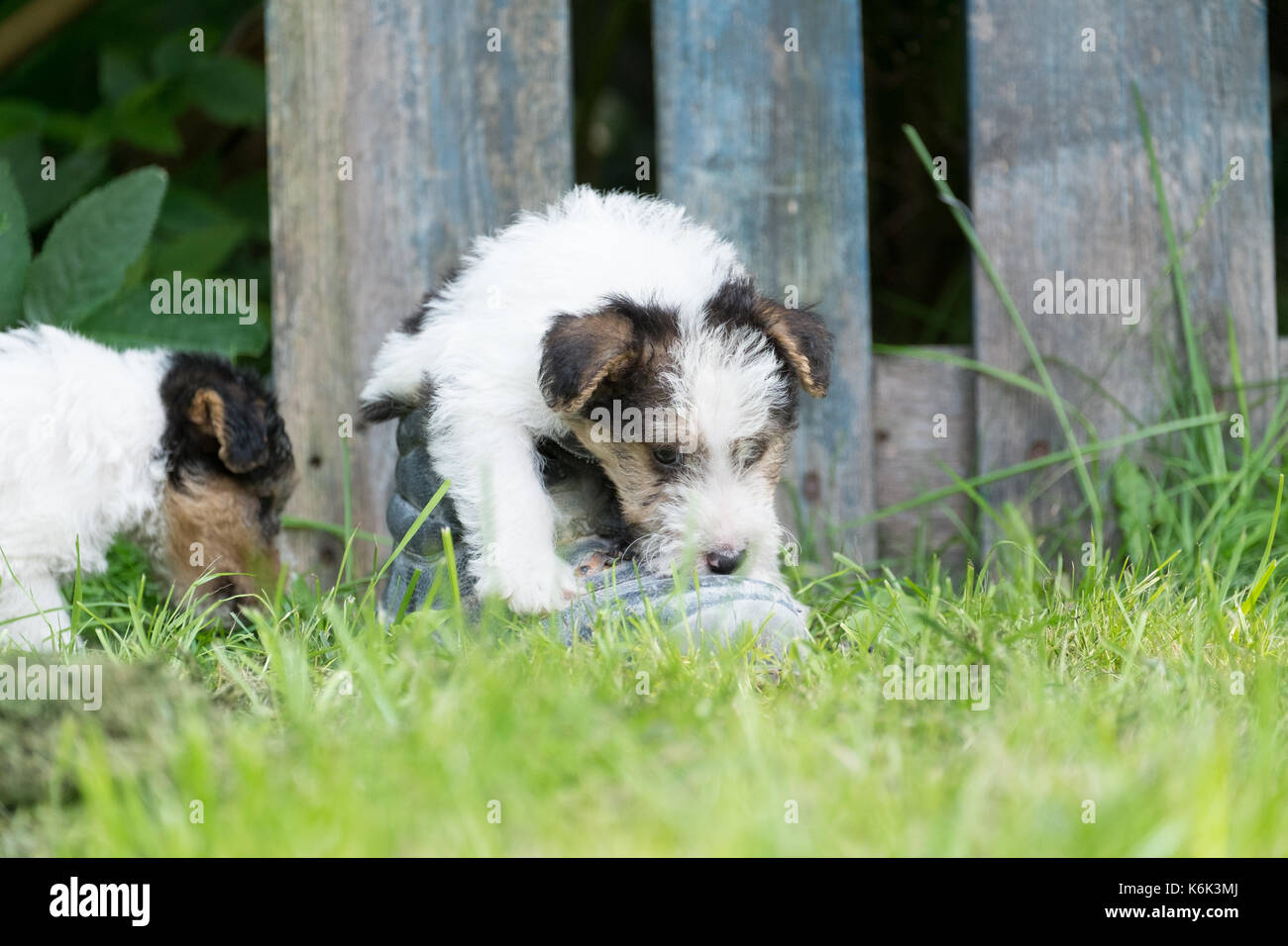 6 week old tricolor fox terrier puppy playing outside in the grass in ...