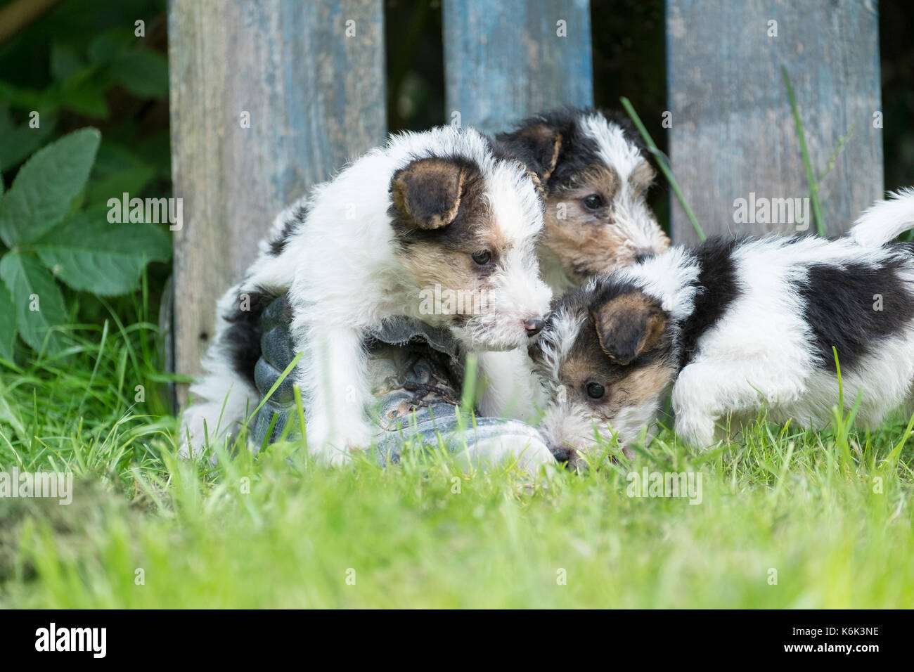 6 week old tricolor fox terrier puppy playing outside in the grass in ...
