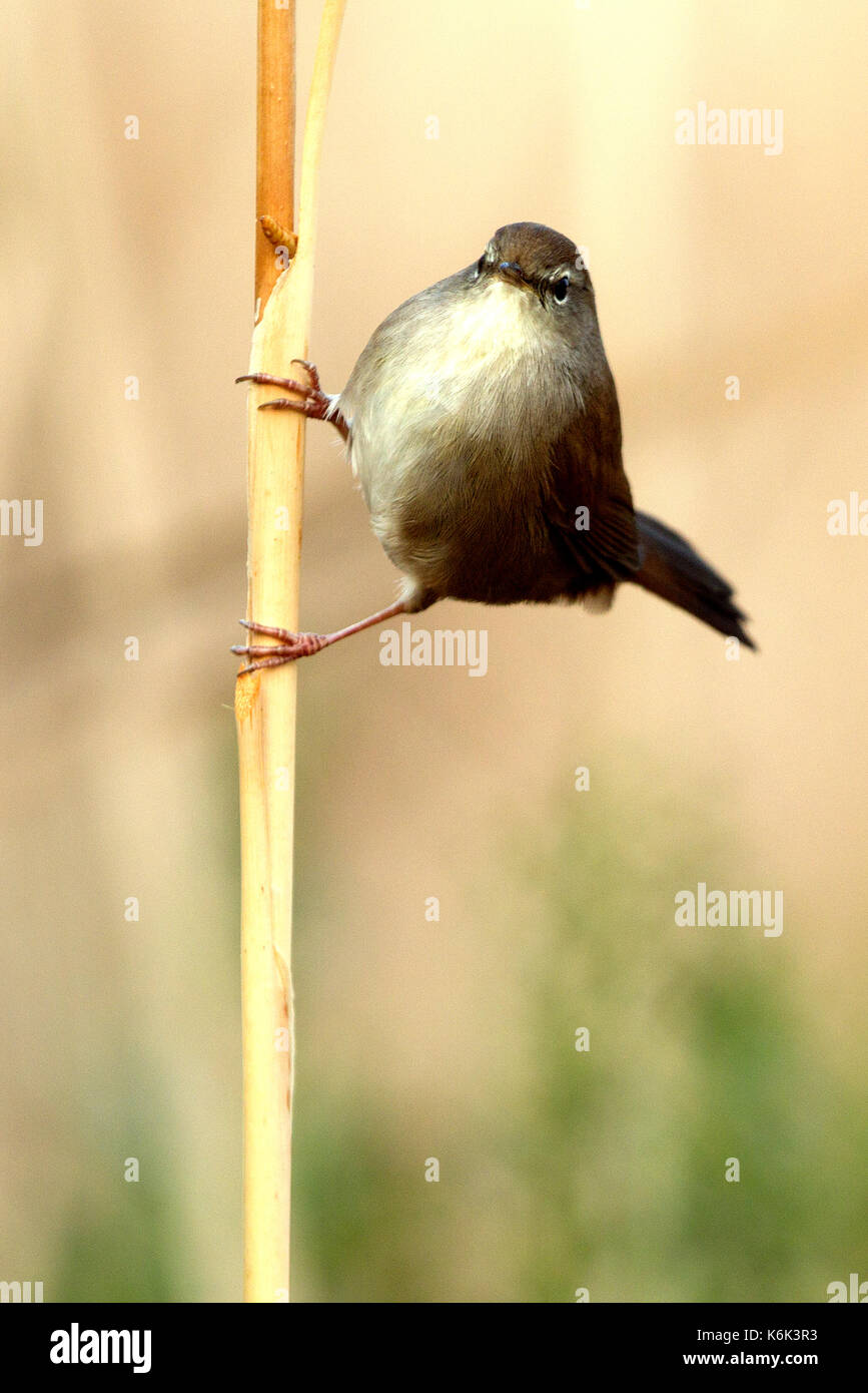 Cetti's warbler singing hi-res stock photography and images - Alamy