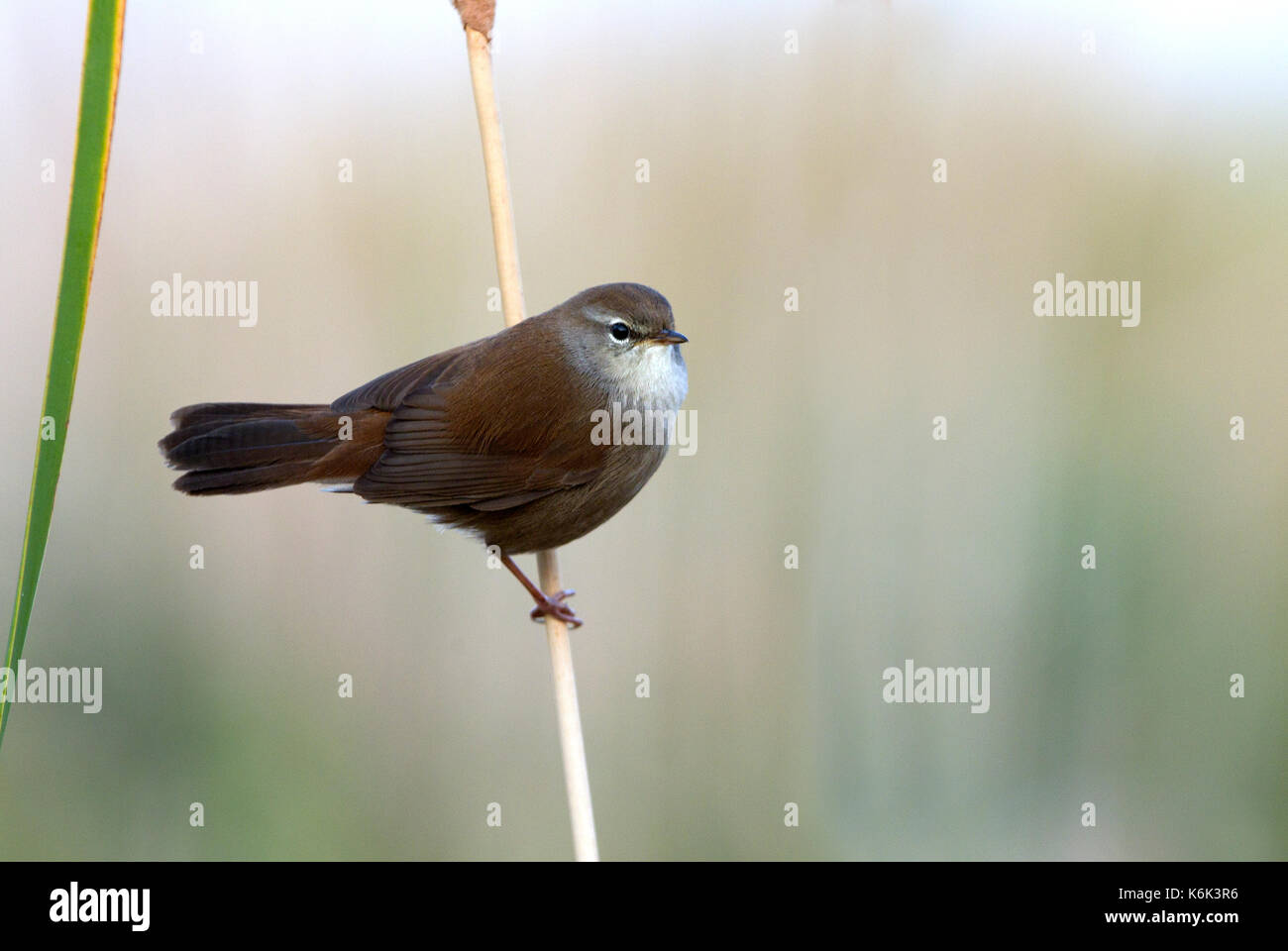 Cetti's warbler singing hi-res stock photography and images - Alamy