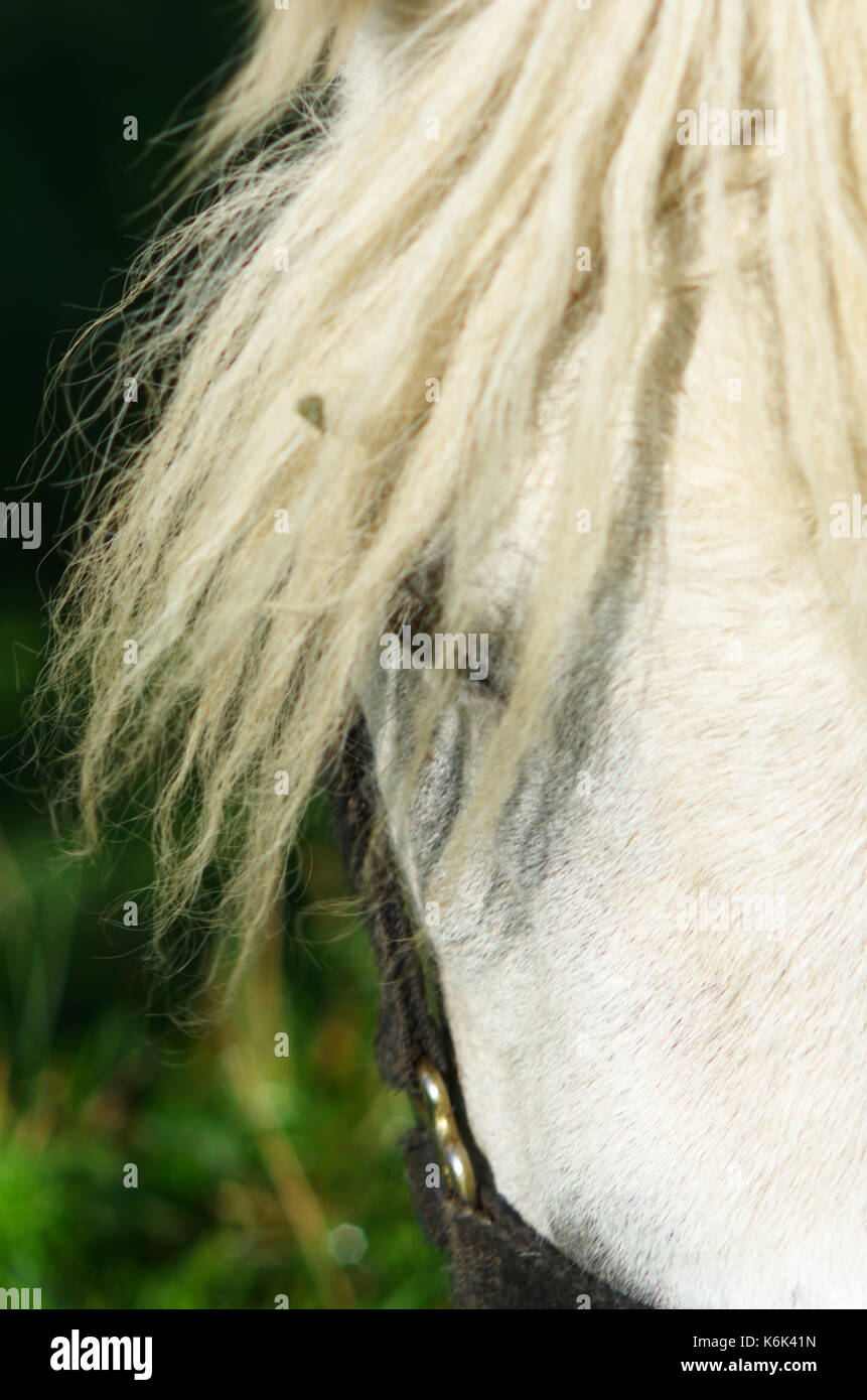 Mini horse, hair face portrait, pony with horsecollar, Canada Stock ...
