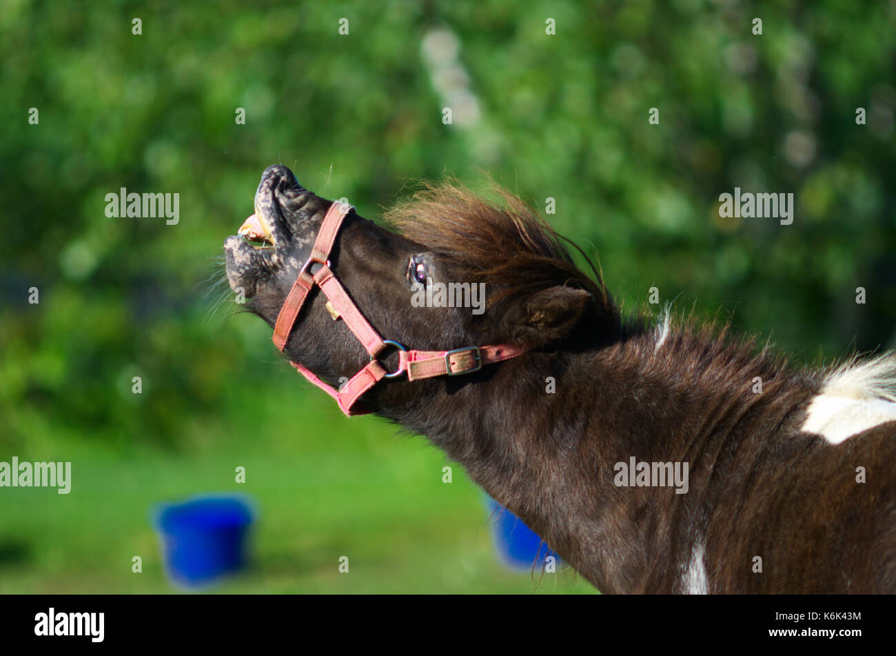 Neighing or whinnying hi-res stock photography and images - Alamy