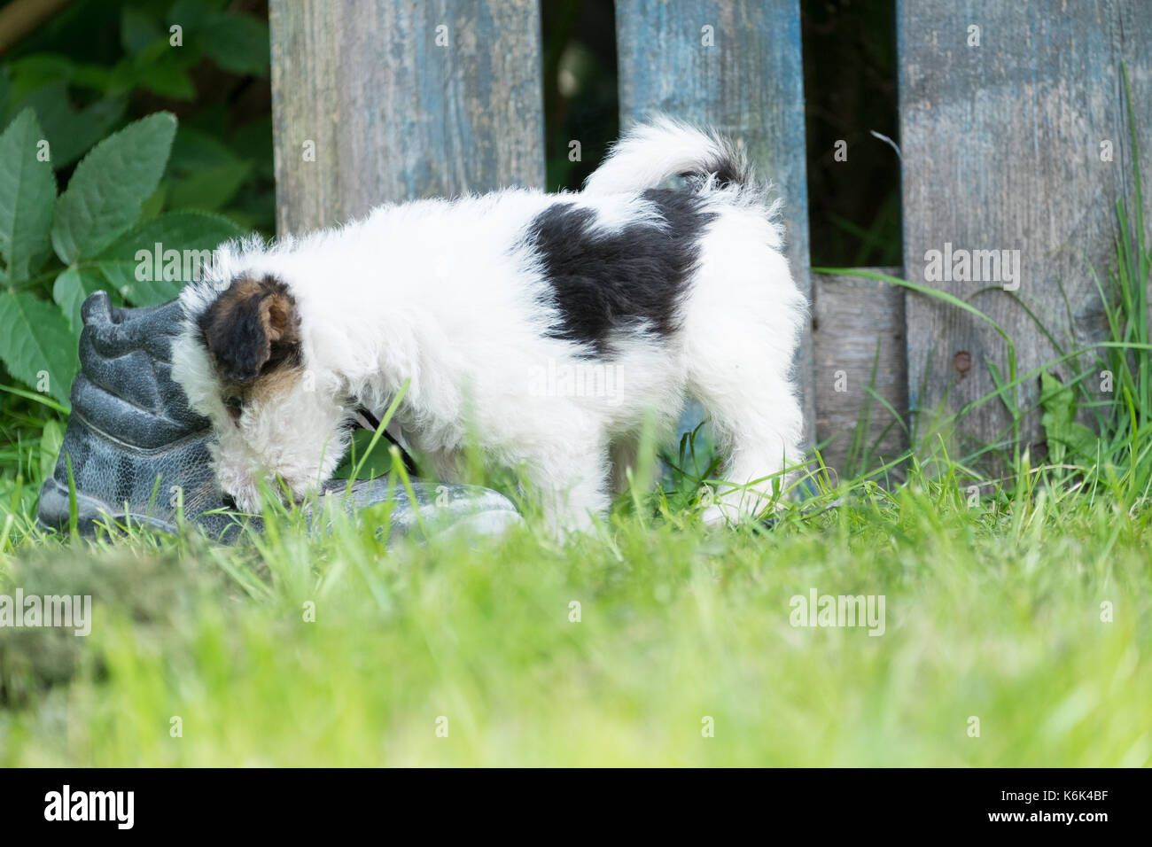 6 week old tricolor fox terrier puppy playing outside in the grass in ...