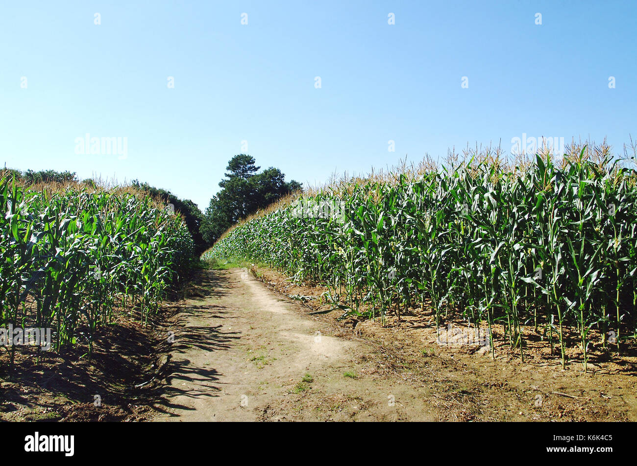 Corn field in Hampshire, England Stock Photo - Alamy
