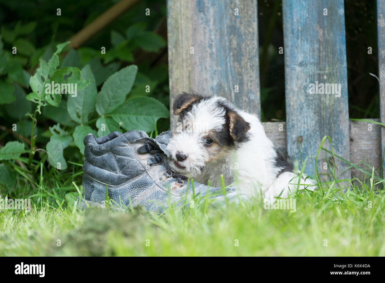 6 week old tricolor fox terrier puppy playing outside in the grass in ...