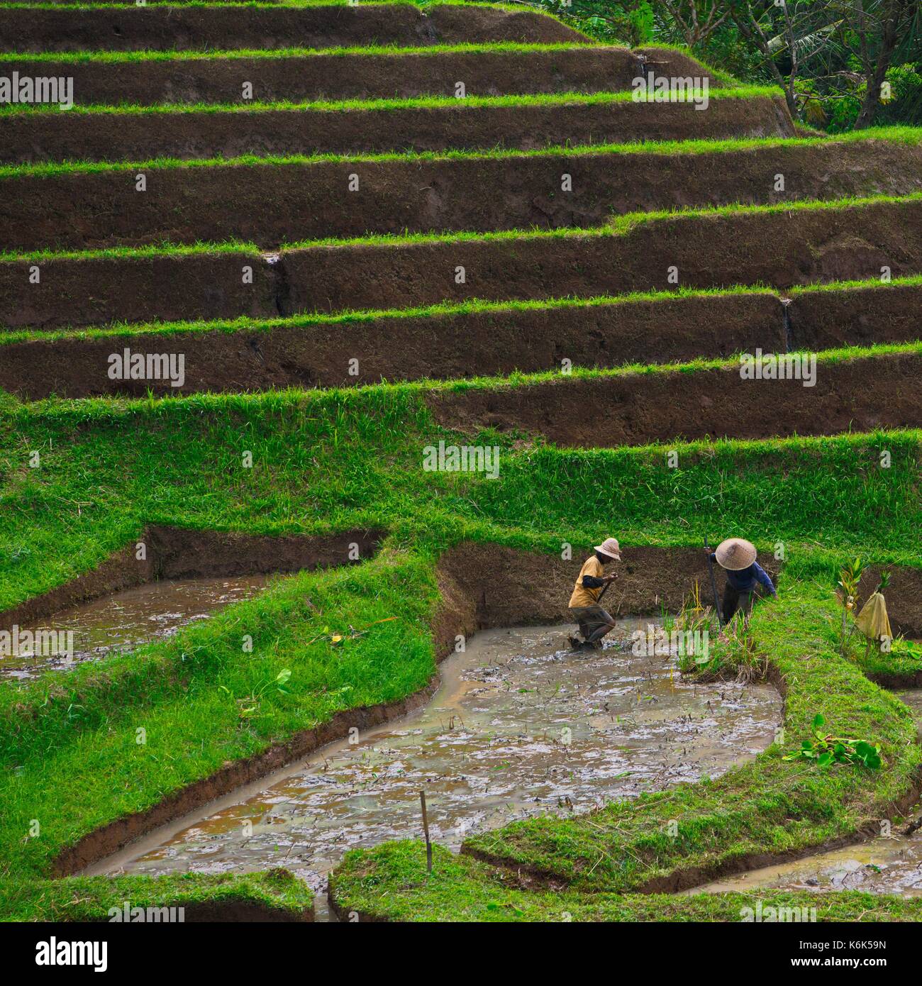 rice farmer in rice fields Stock Photo - Alamy