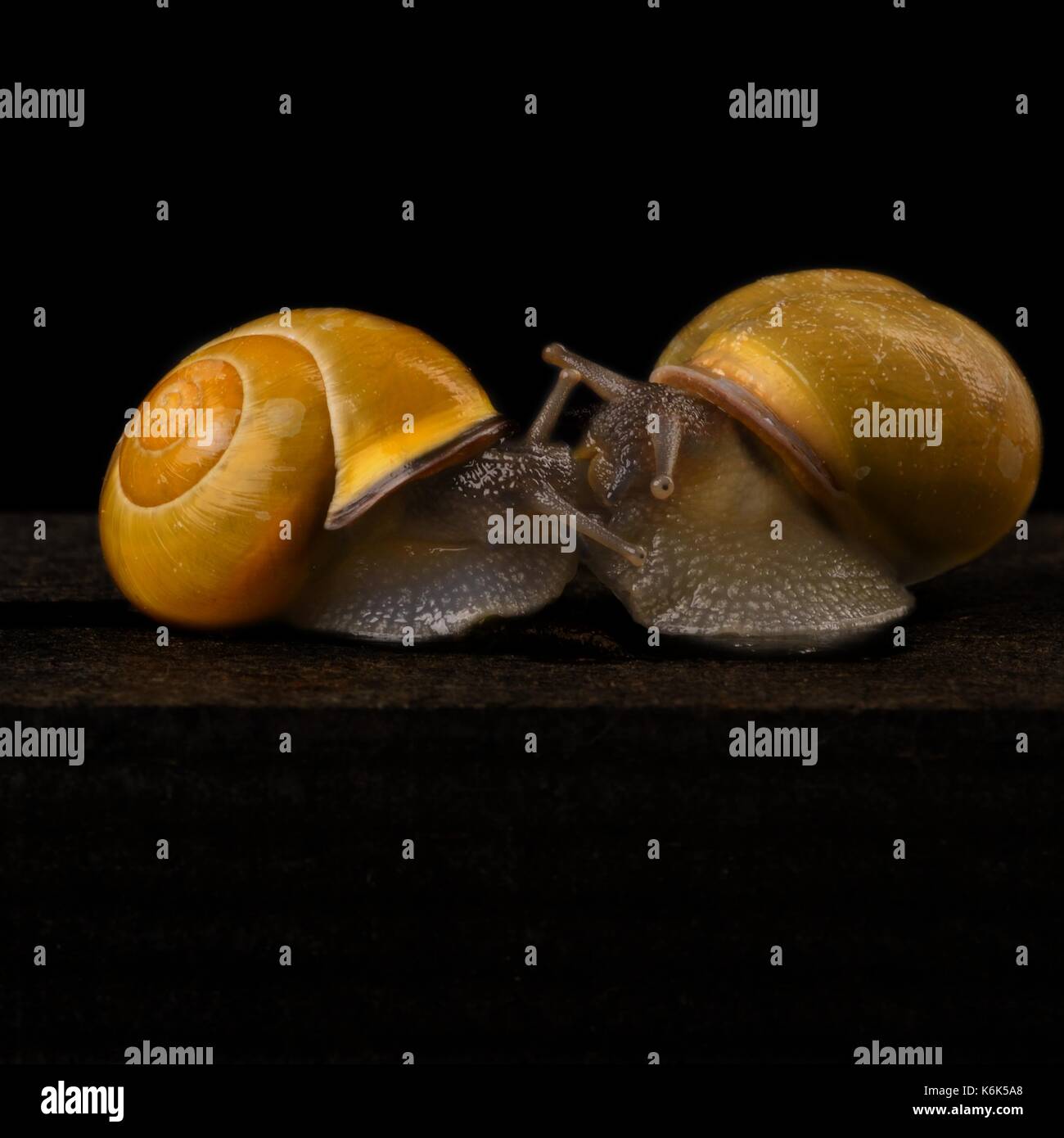 Two Snails touching each other Stock Photo - Alamy