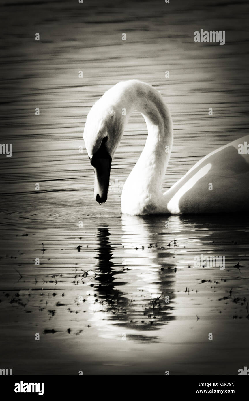 Beautiful swan on a lake Stock Photo - Alamy