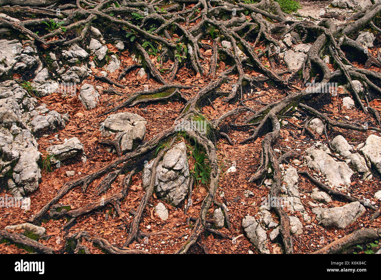 Creepy roots hi-res stock photography and images - Alamy