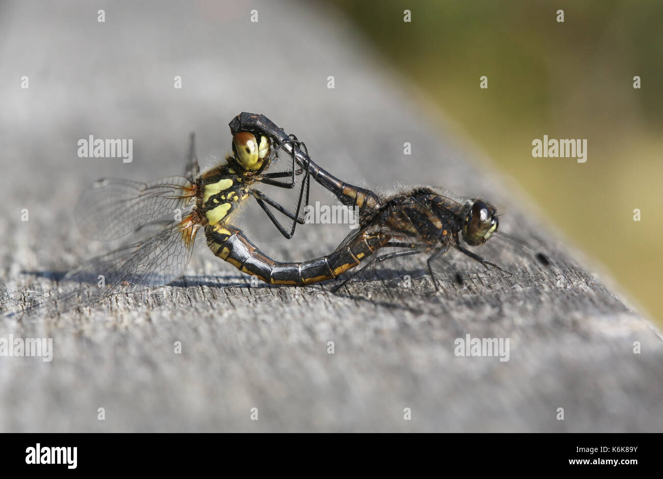 A mating pair of stunning Black Darter Dragonfly (Sympetrum danae Stock ...