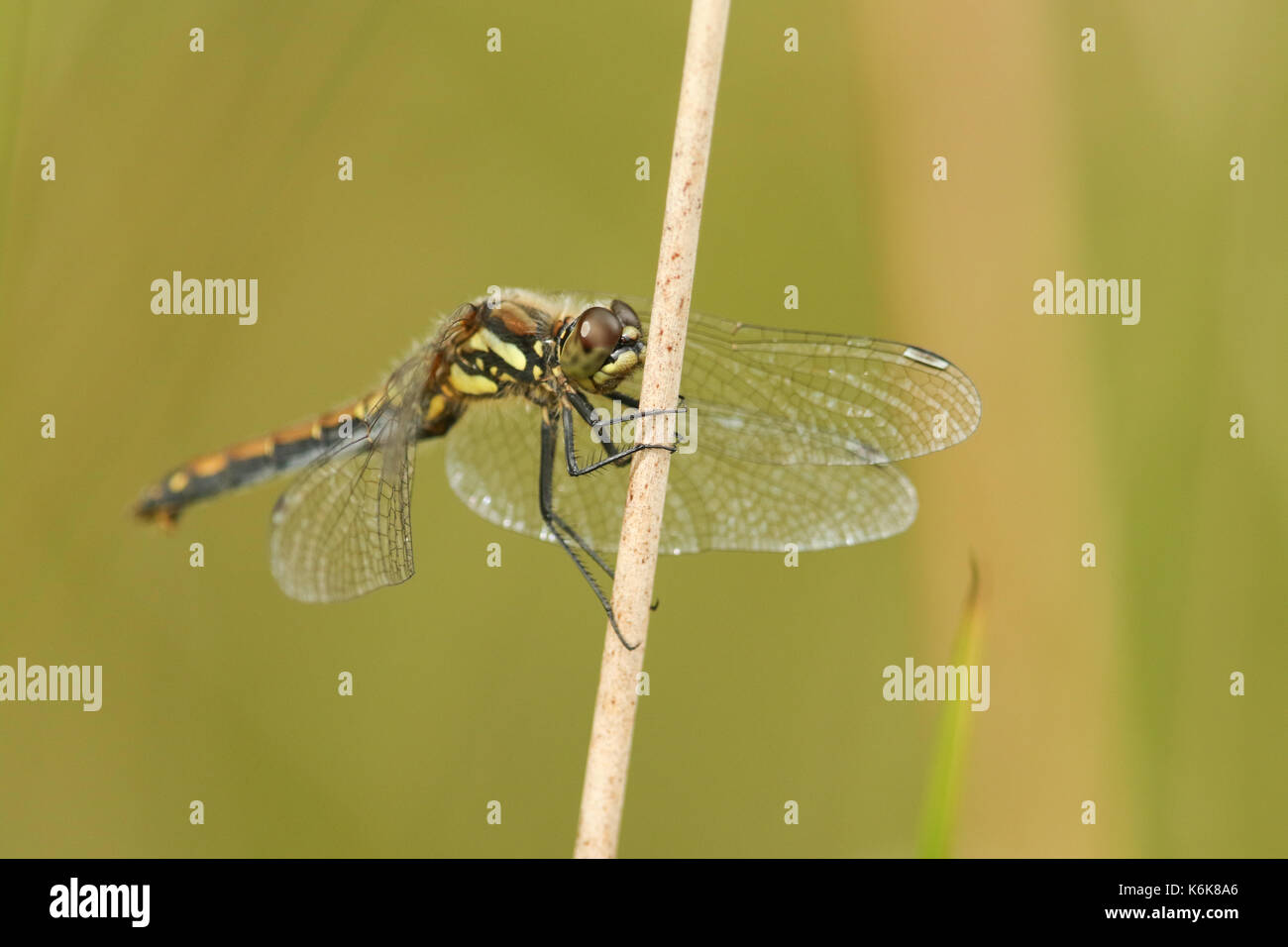 A stunning female Black Darter Dragonfly (Sympetrum danae) perched on a ...