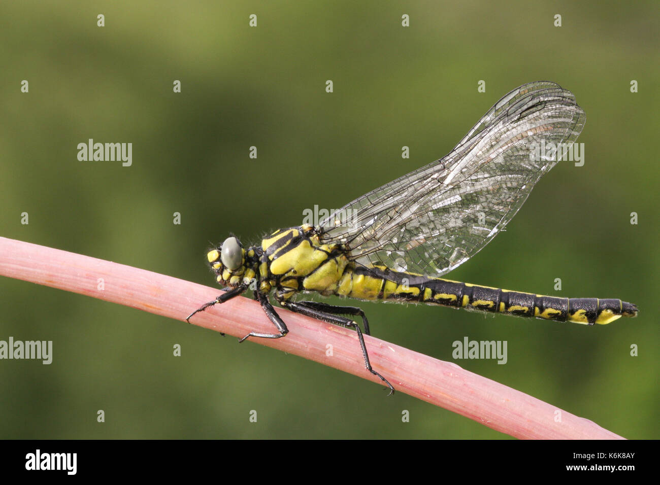 A rare Club-tailed Dragonfly (Gomphus vulgatissimus) perched on the ...