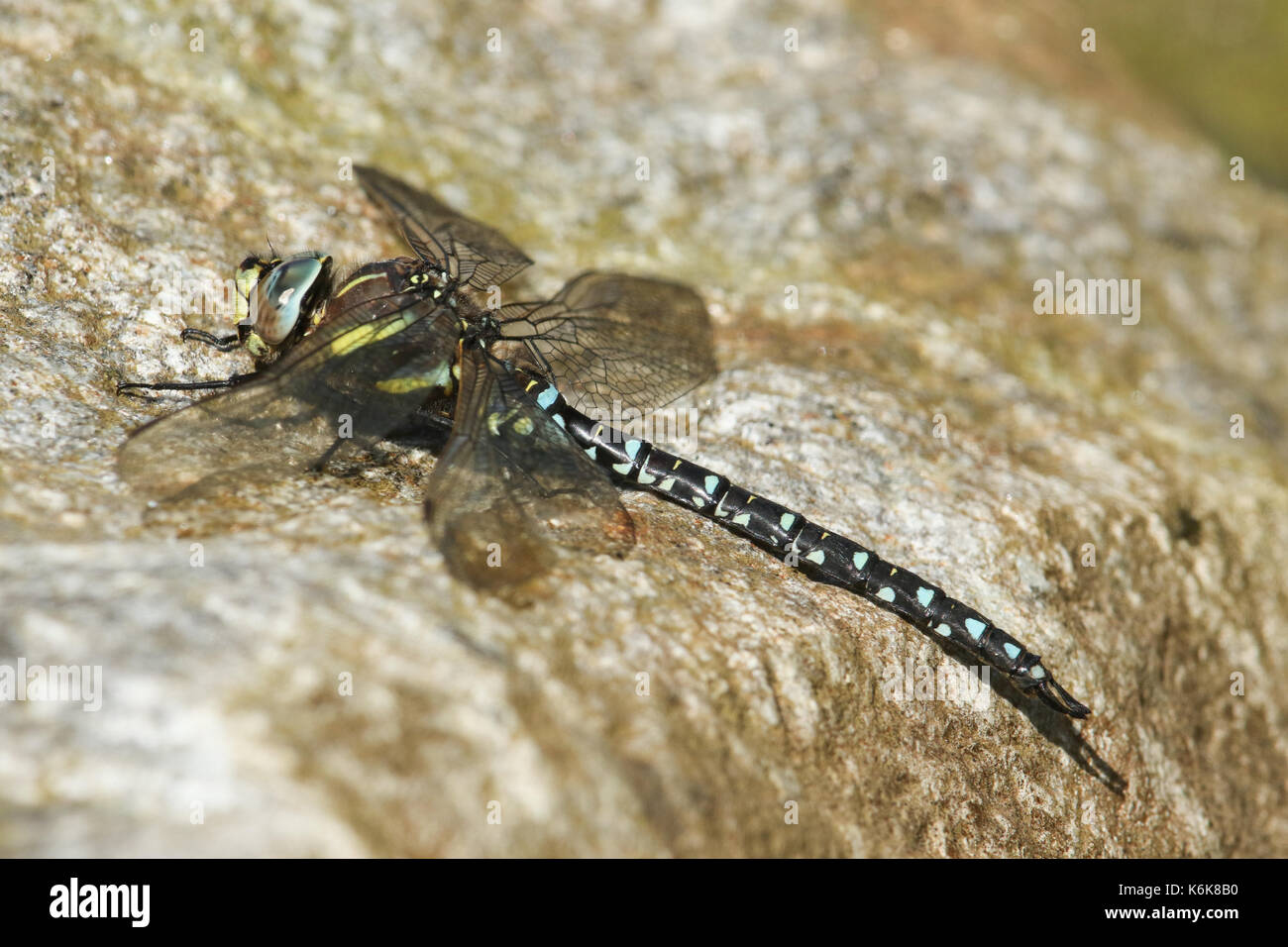 A pretty Common Hawker Dragonfly (Aeshna juncea) perched on a rock ...