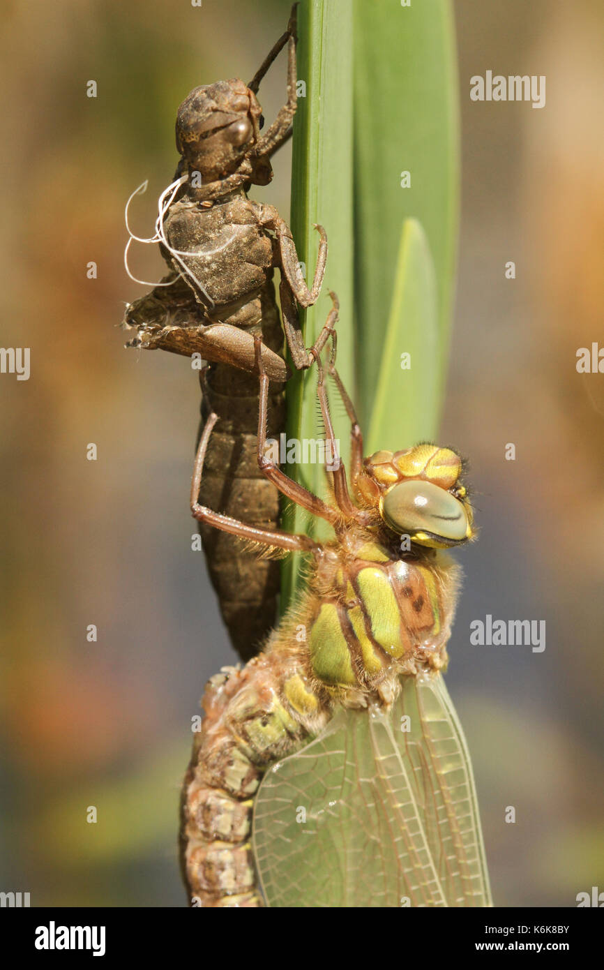 A stunning newly emerged Four-spotted Chaser Dragonfly (Libellula ...