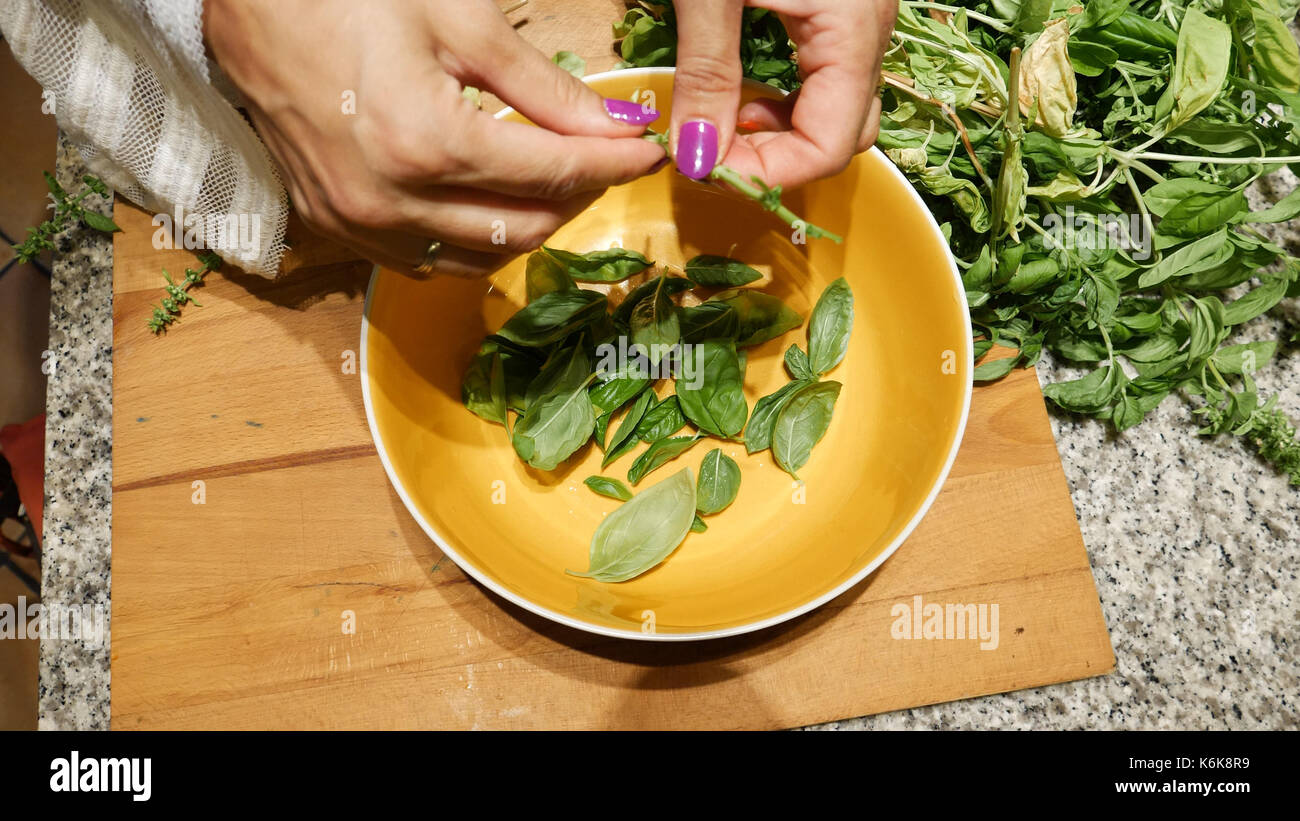 Hands tearing basil to bowl Stock Photo - Alamy